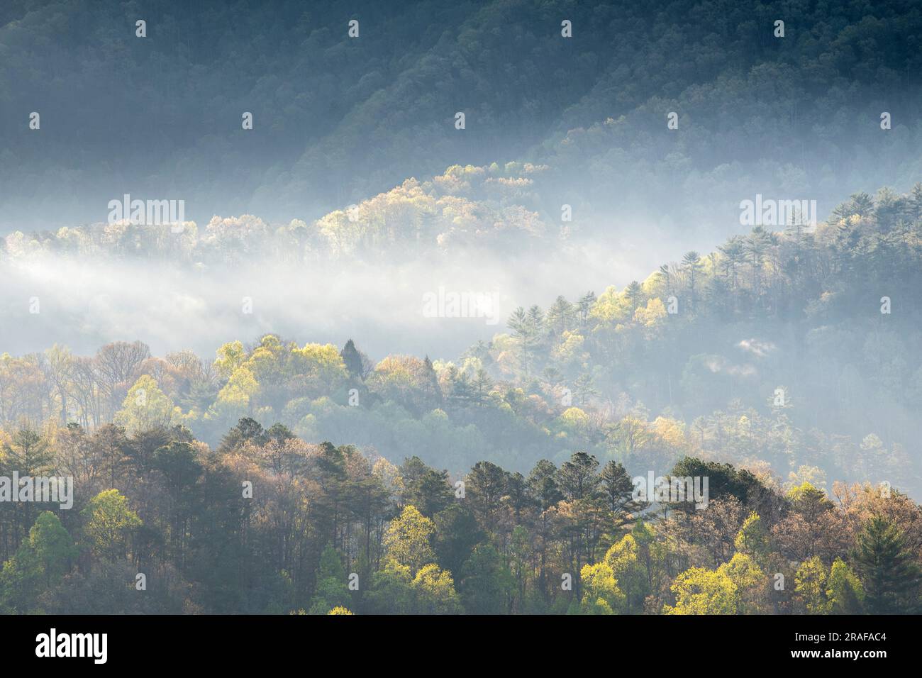 Morning fog and shafts of sunrise light, Great Smoky Mountains National ...