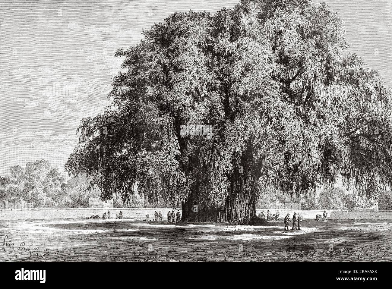El Árbol del Tule (The Tree of Tule) is a tree located in the church ...