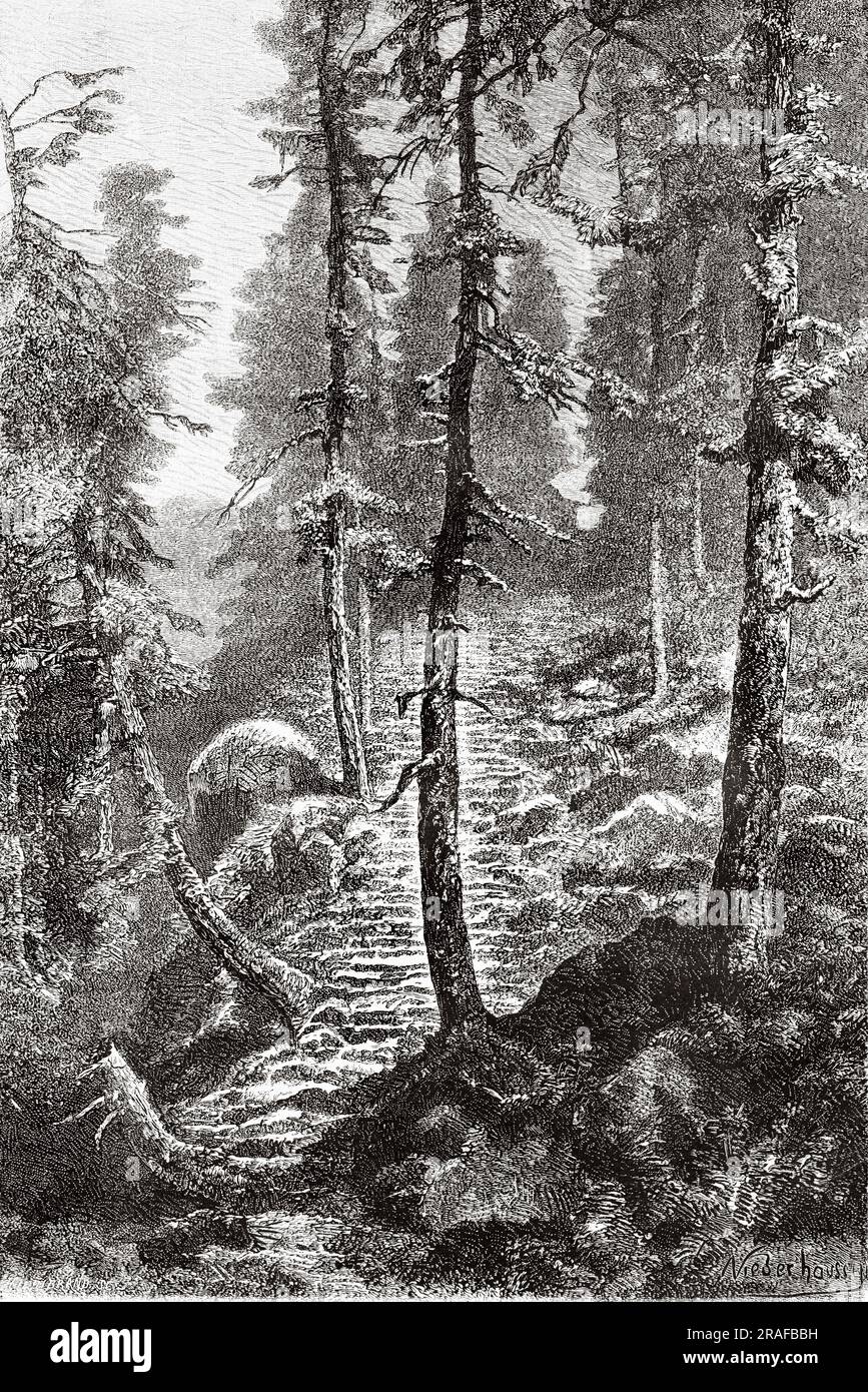 Mountain forest, Vosges, Alsace, Haut-Rhin. France, Europe. Across ...