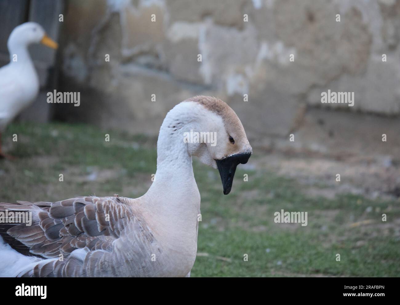 group of geese outside Stock Photo - Alamy