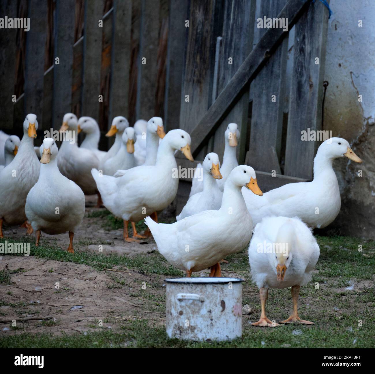group of geese outside Stock Photo - Alamy