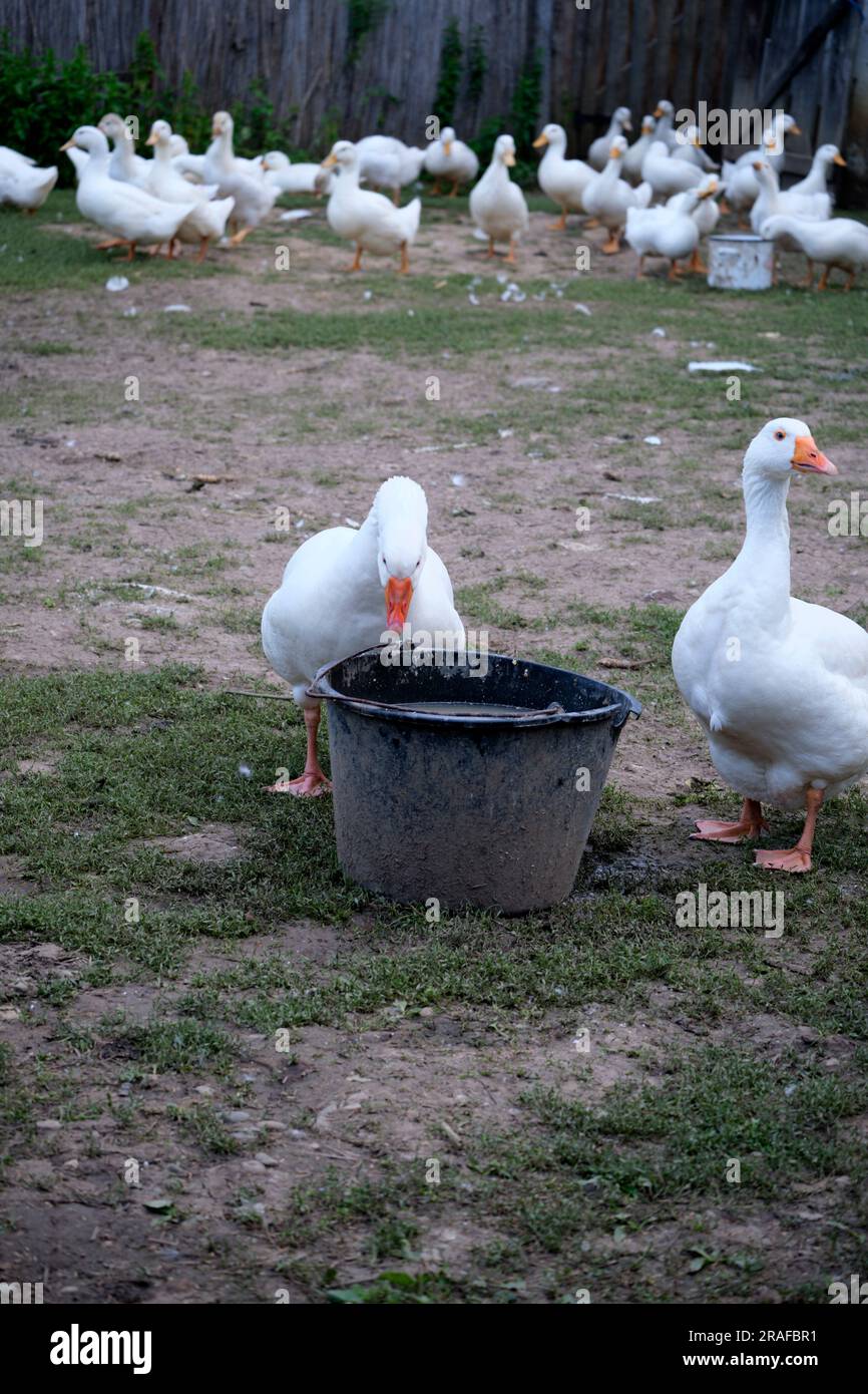 group of geese outside Stock Photo - Alamy