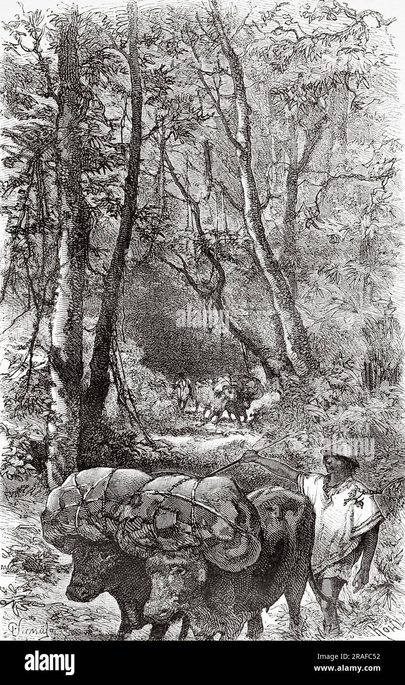 Oxen carrying the load on their horns. Peru, South America. Amazon and ...