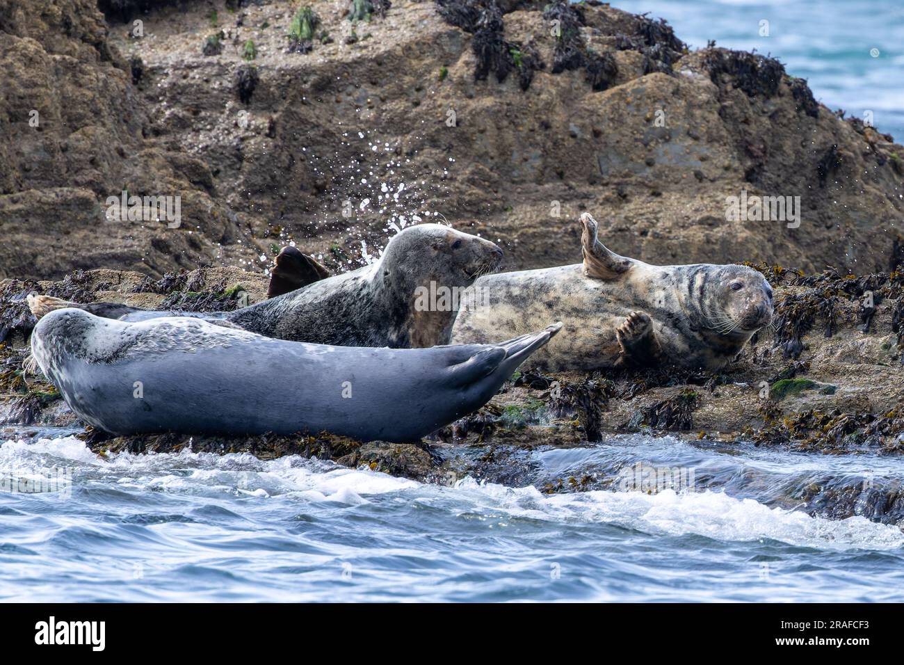 Grey seal basking in the sun hi-res stock photography and images - Alamy