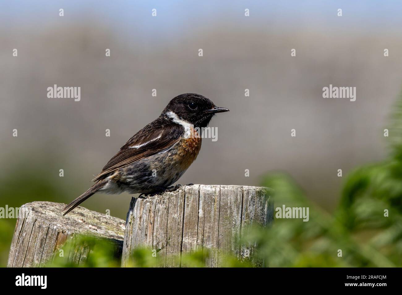 Sat on fence post hi-res stock photography and images - Alamy
