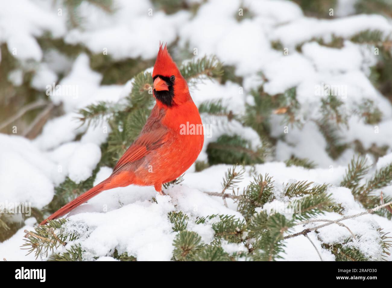 Northern Cardinal (Cardinalis cardinalis) male, late Winter, Eastern ...
