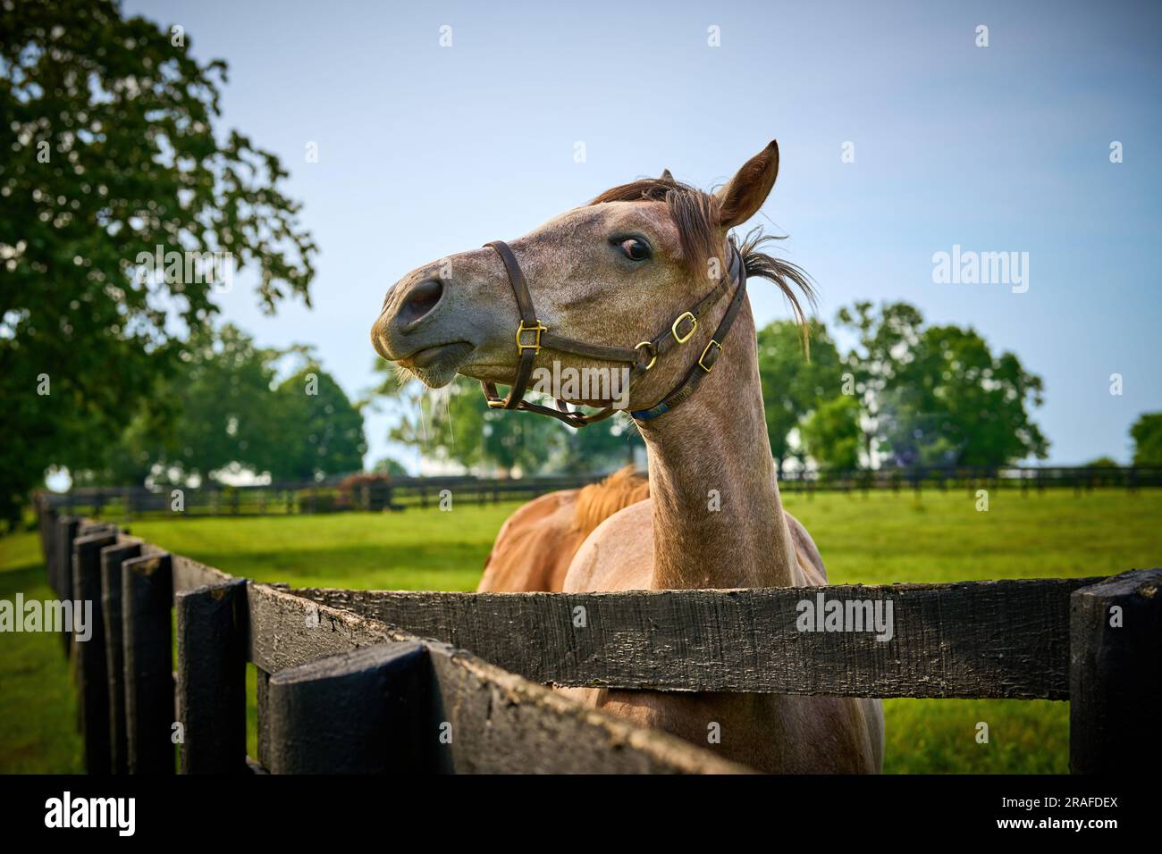 Horse looking at the camera at a horse farm in Central Kentucky Stock ...