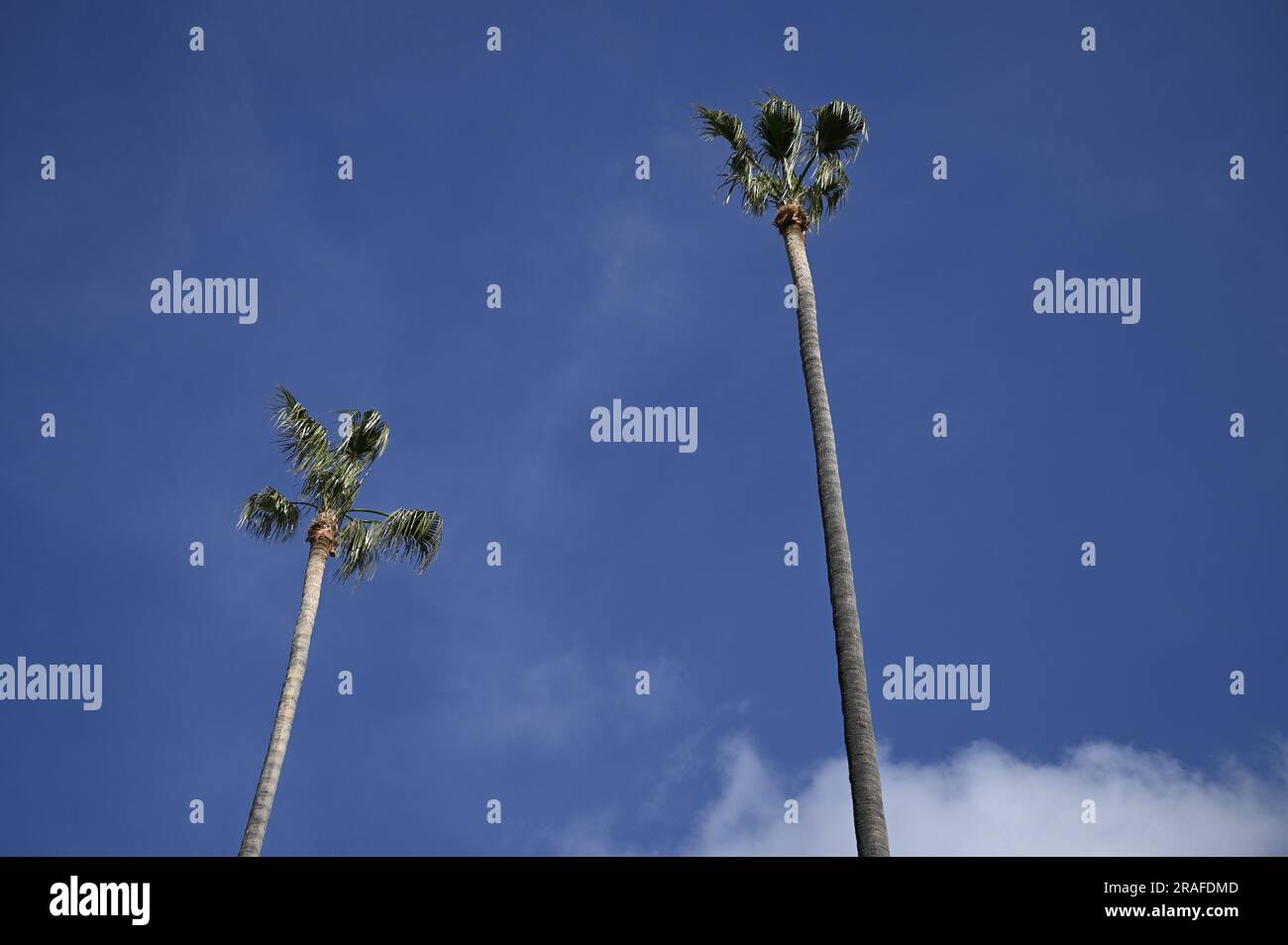 Washingtonia robusta palm trees on Piazza Vittorio Emanuele in Monreale ...