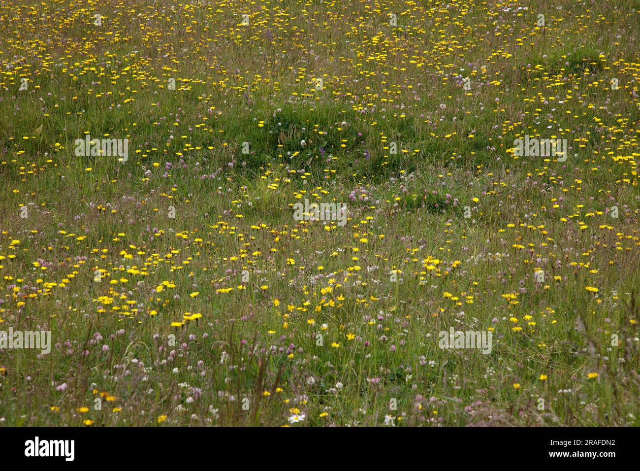 Ski hi res hi-res stock photography and images - Alamy