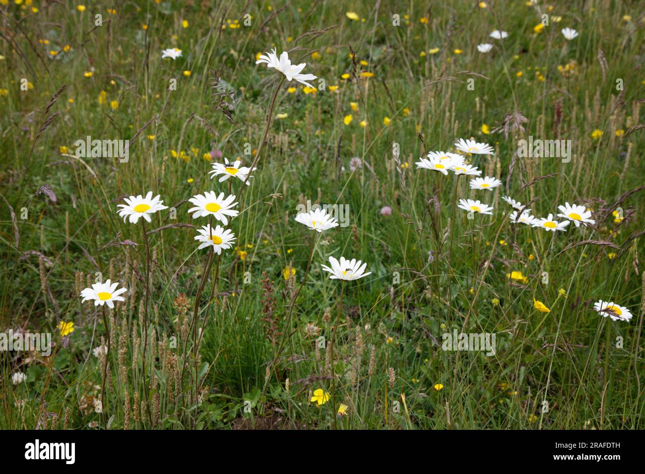 Ski hi res hi-res stock photography and images - Alamy
