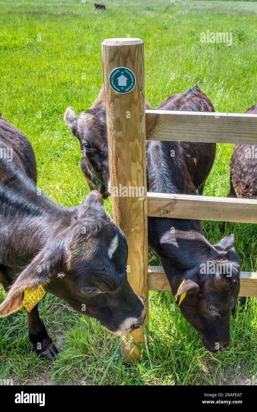 Young bull calves around a post with a Permissive Footpath sign in a ...