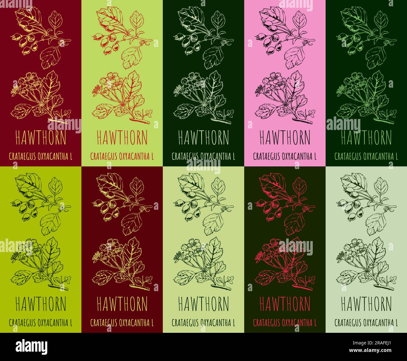 Set of drawing of HAWTHORN in various colors. Hand drawn illustration ...