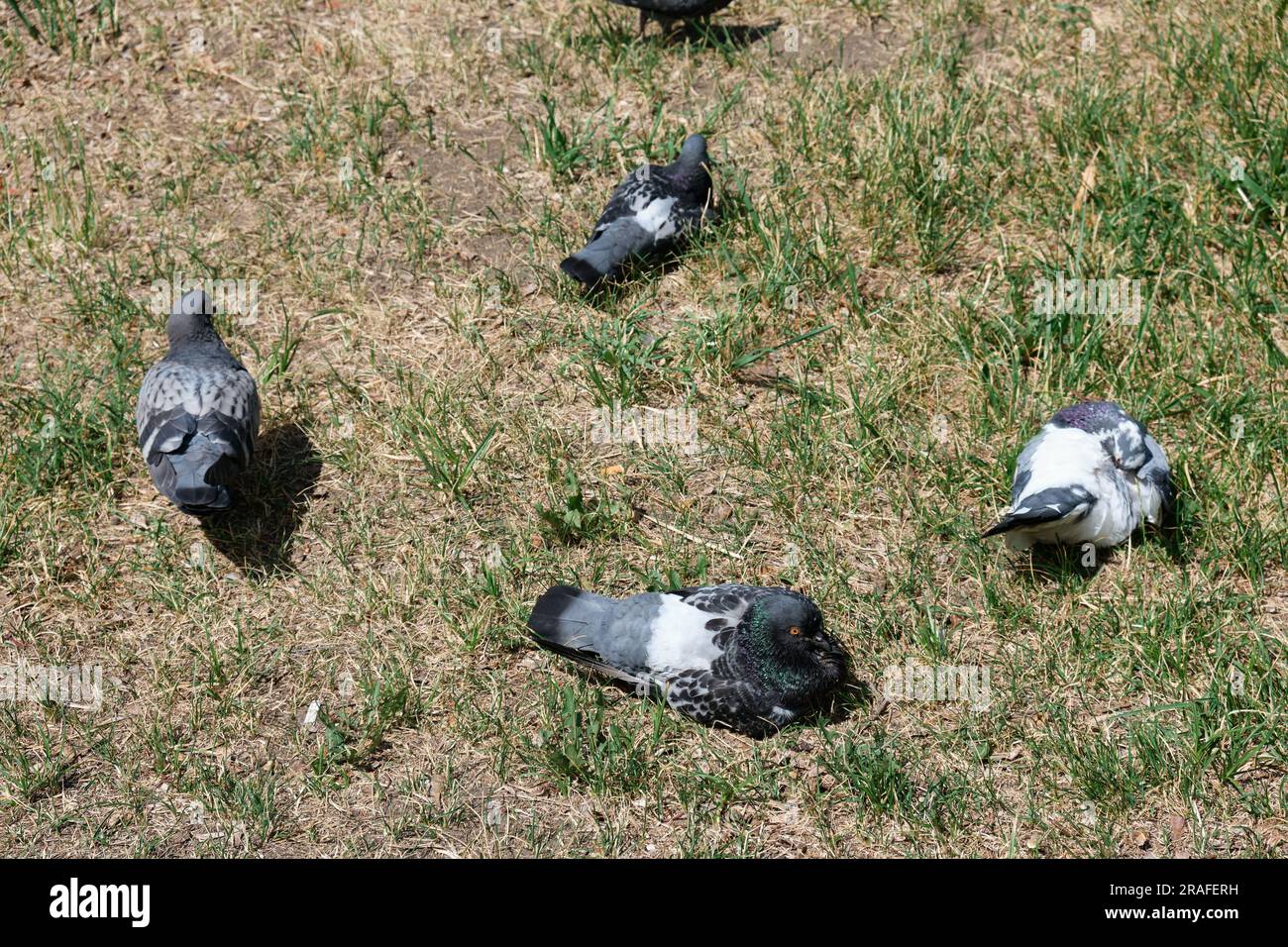 Pigeons in grass hi-res stock photography and images - Alamy