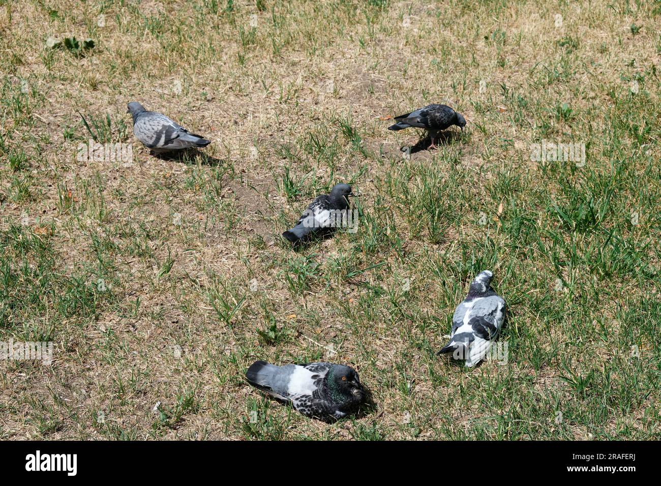 Pigeons standing on grass hi-res stock photography and images - Alamy