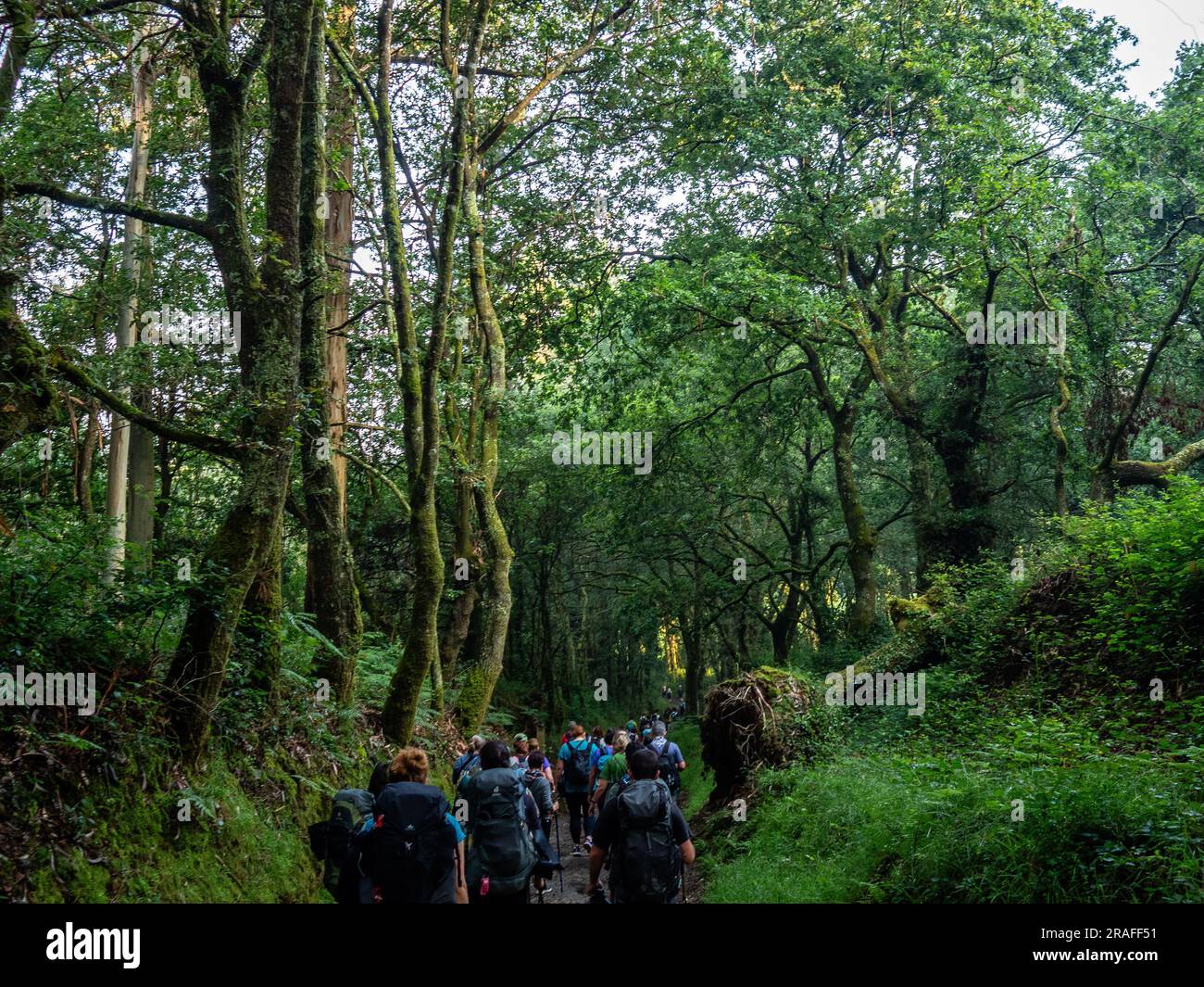 Melide, Spain. 01st June, 2023. Pilgrims are seen walking in line in a ...