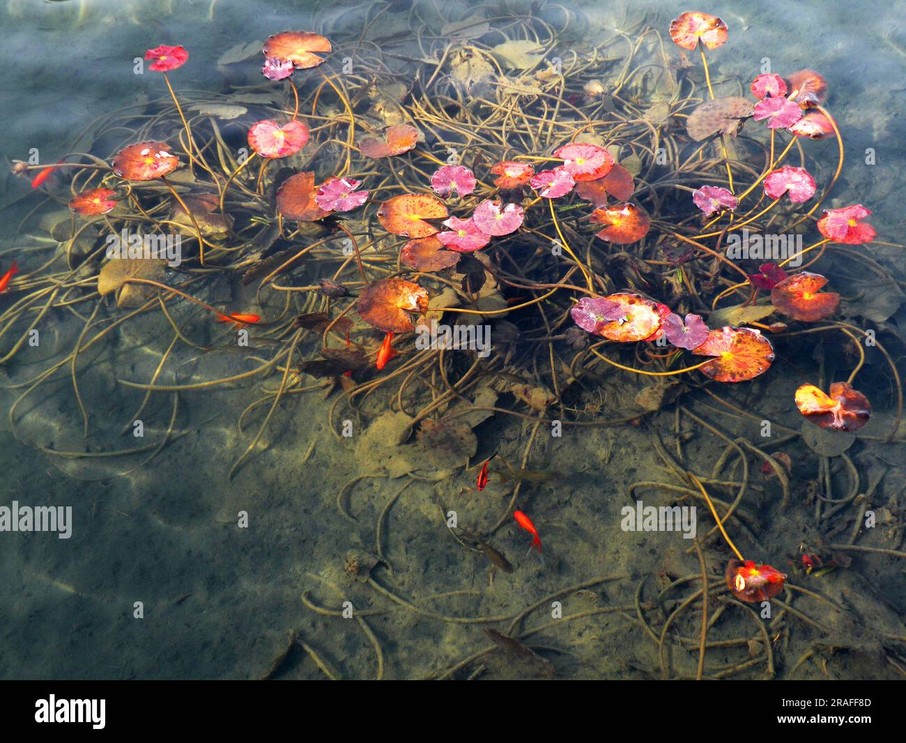 Water lily leaves and red fish Stock Photo - Alamy