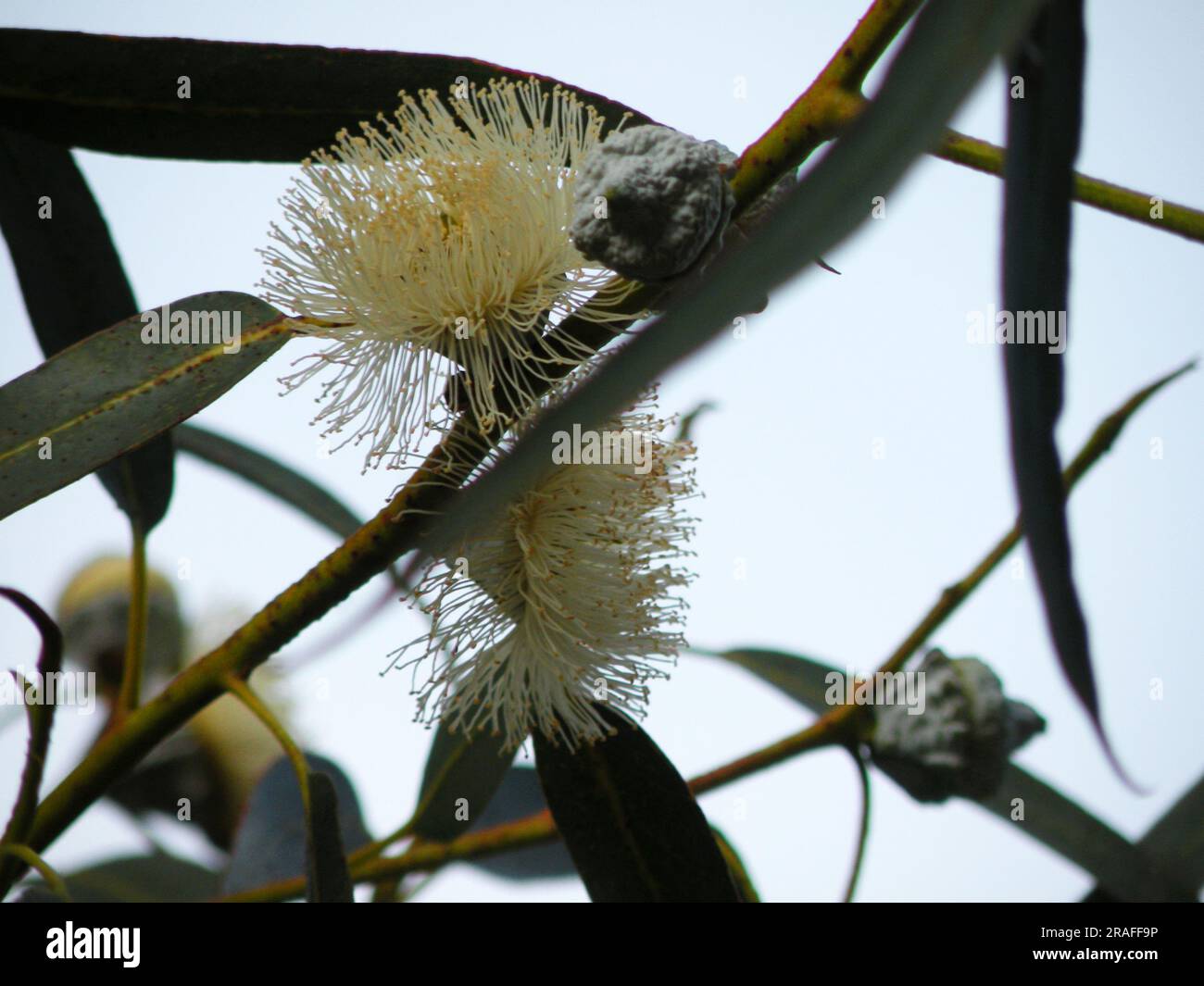 Eucalyptus flower hi-res stock photography and images - Alamy