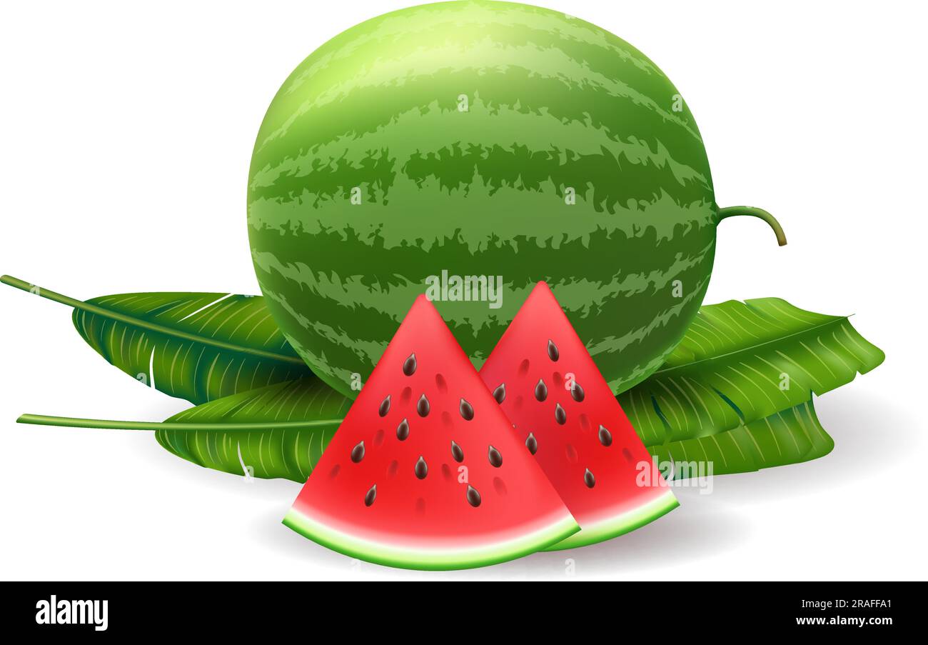 Realistic watermelon group Stock Vector Image & Art - Alamy