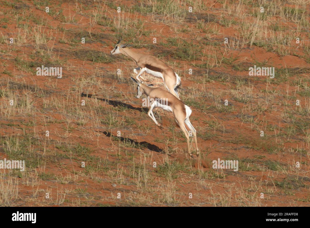 Springbok in the wild Stock Photo - Alamy