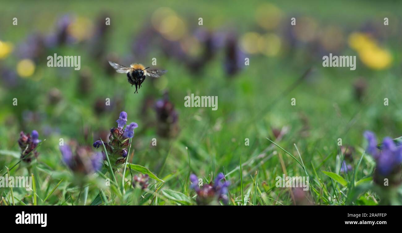 Bumble bee captured in motion flying through summer meadow flowers ...