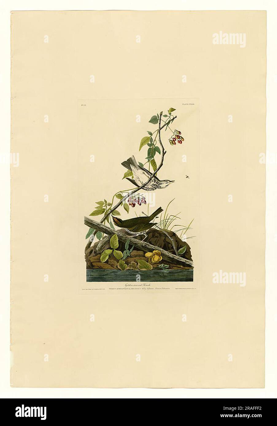 Golden crowned thrush hi-res stock photography and images - Alamy