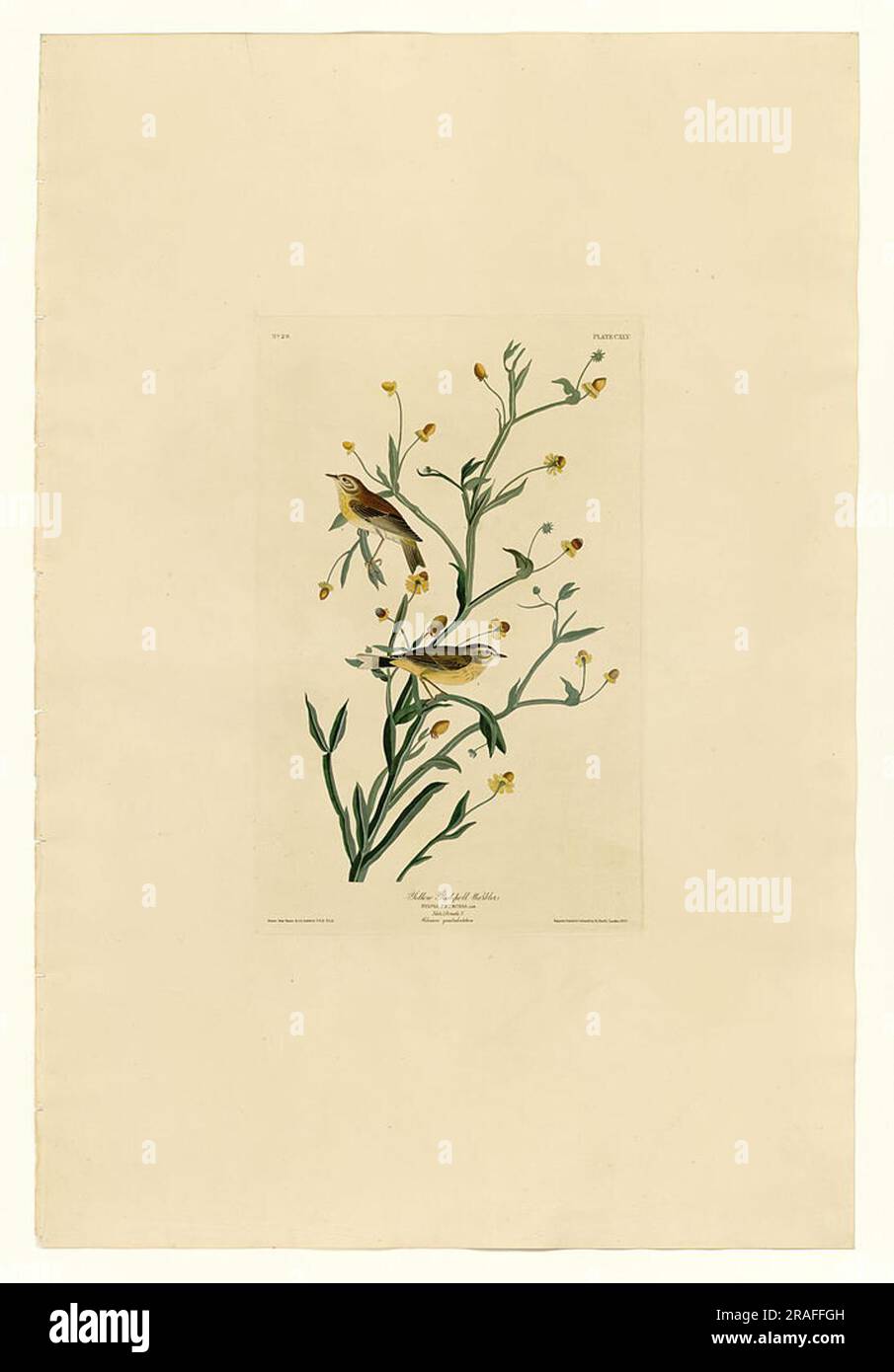 145 red hi-res stock photography and images - Alamy