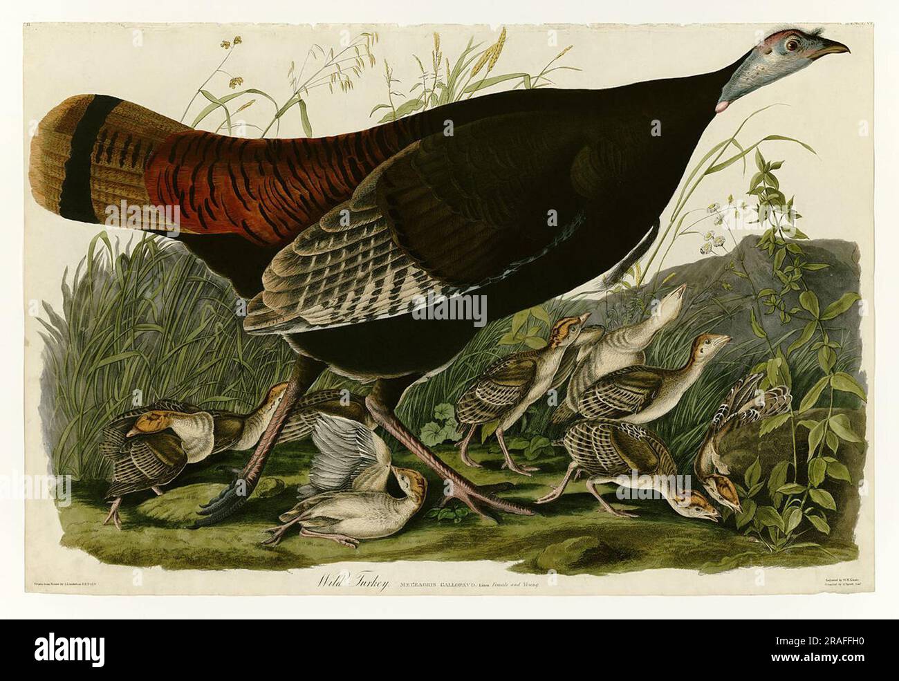 Plate 6. Wild Turkey Stock Photo - Alamy