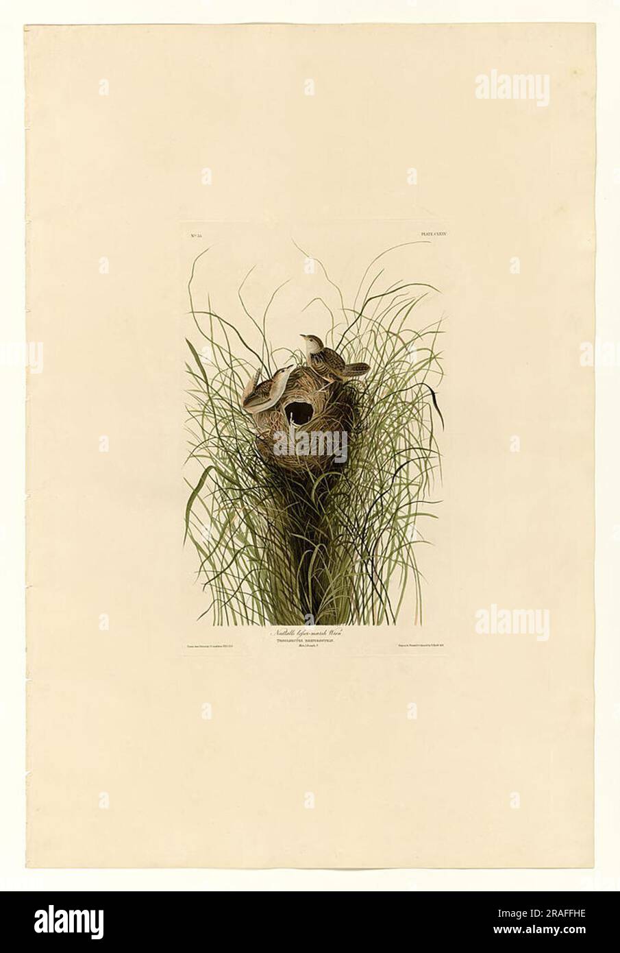 Plate 175 Nuttall's lesser-marsh Wren Stock Photo - Alamy