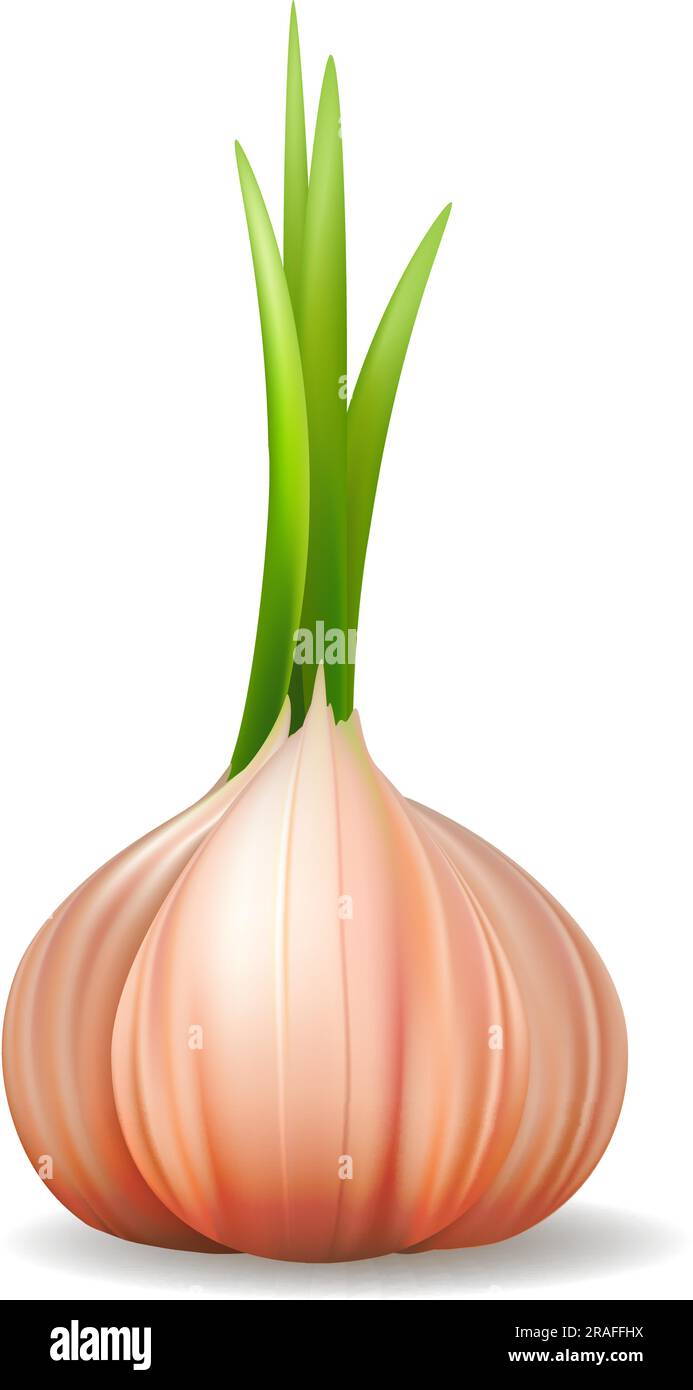 Garlic 3d hi-res stock photography and images - Alamy