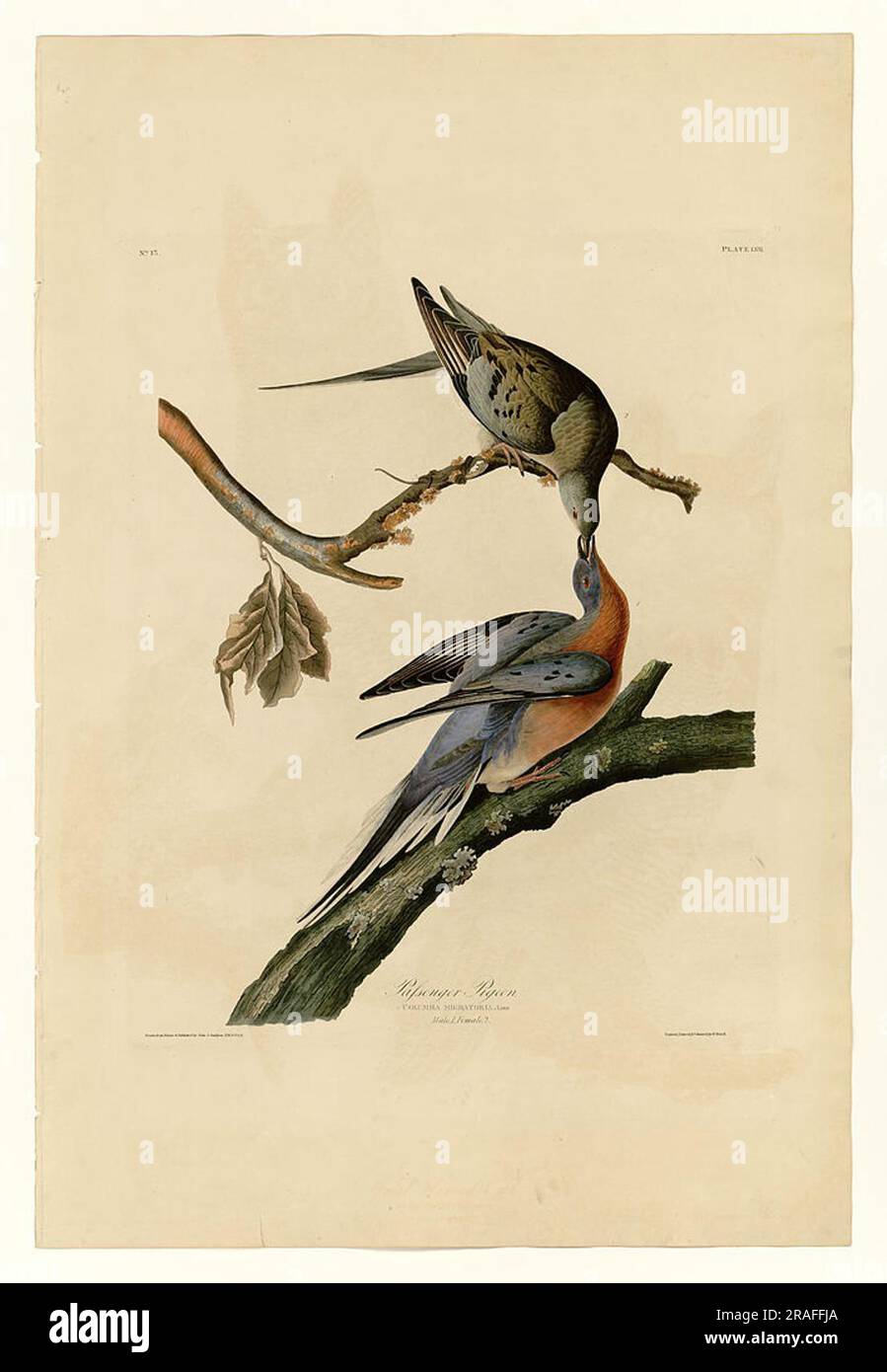 Passenger pigeon audubon hi-res stock photography and images - Alamy