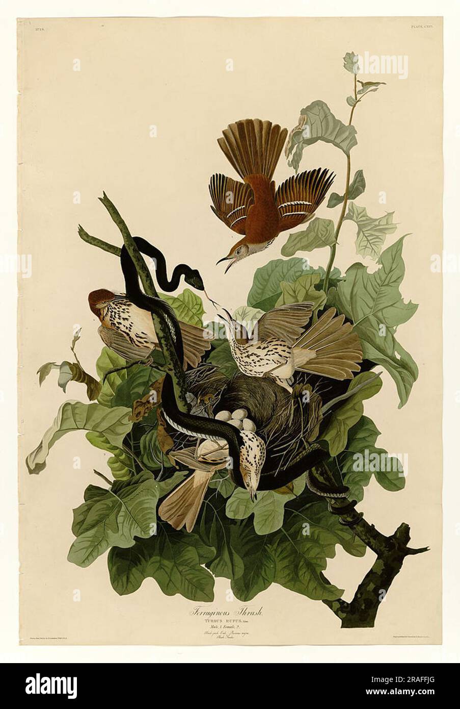 Plate 116 Ferruginous Thrush Stock Photo - Alamy