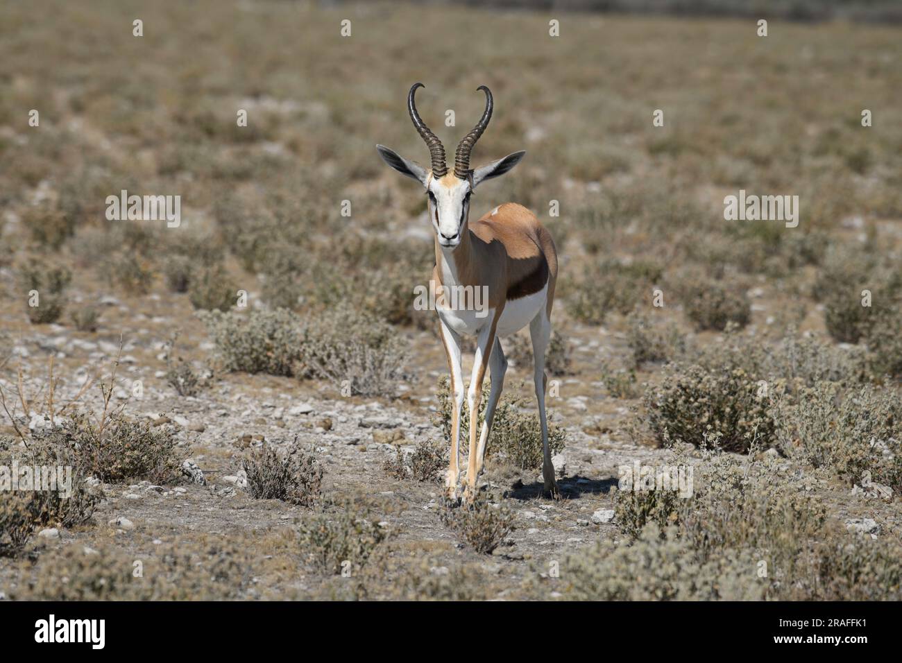 Springbok in the wild Stock Photo - Alamy