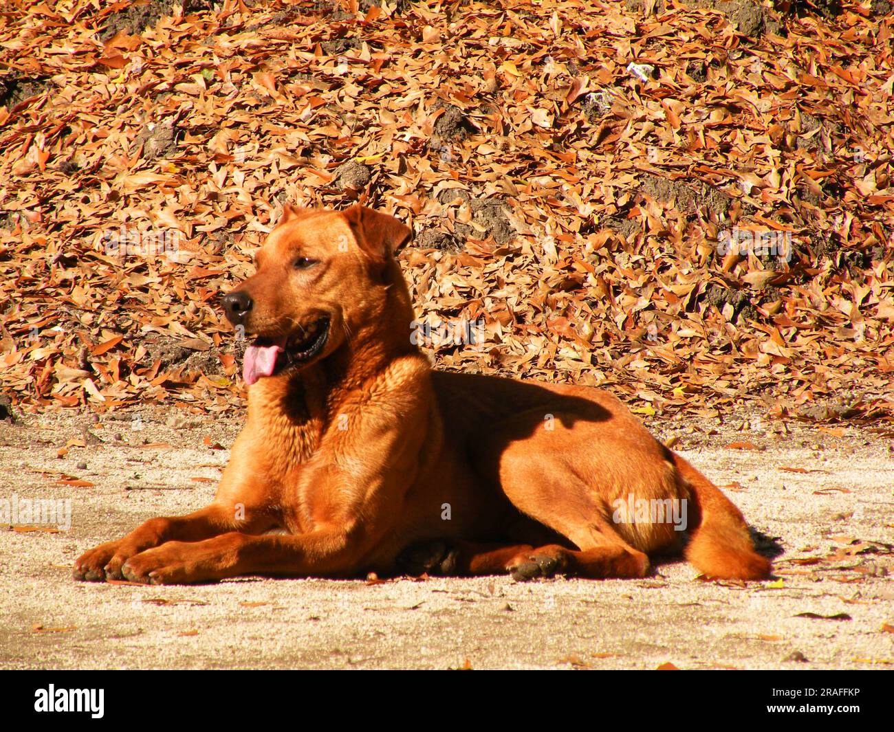 Stray dog santiago hi-res stock photography and images - Alamy