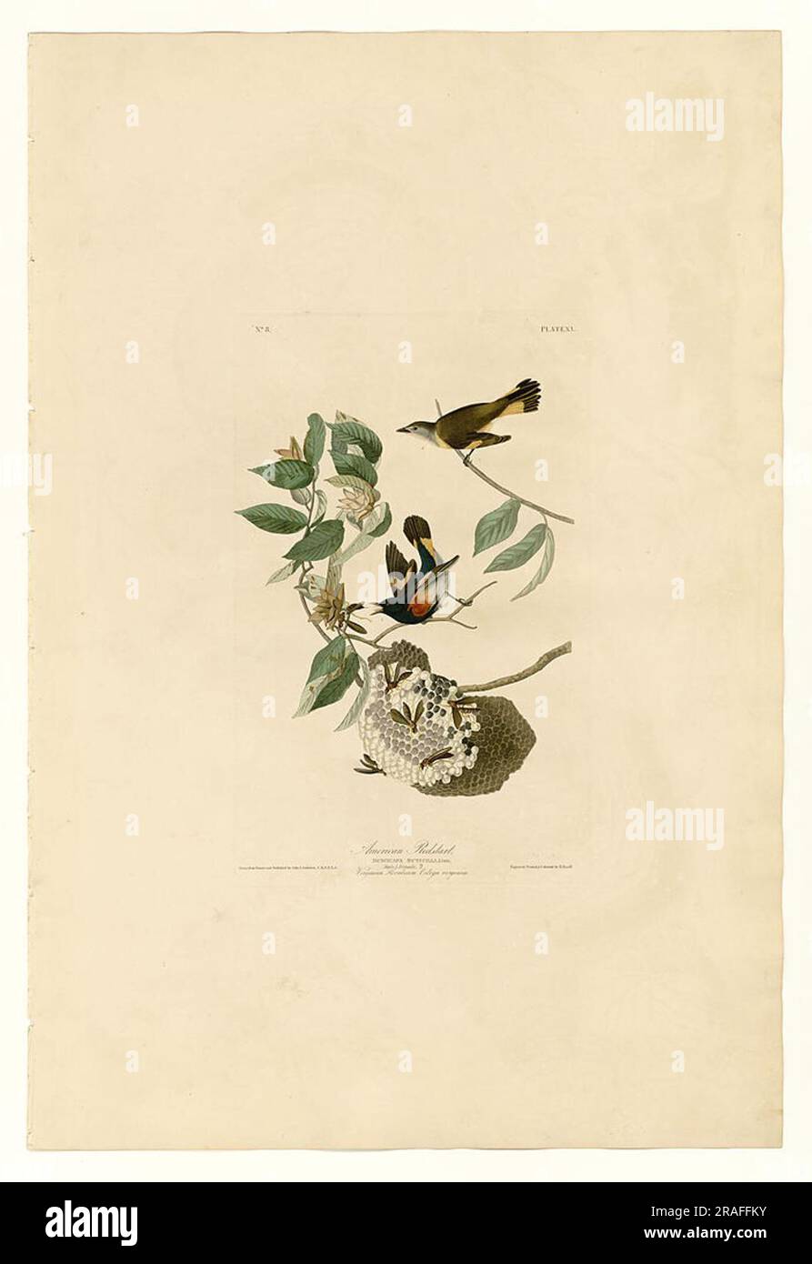 American redstart audubon hi-res stock photography and images - Alamy