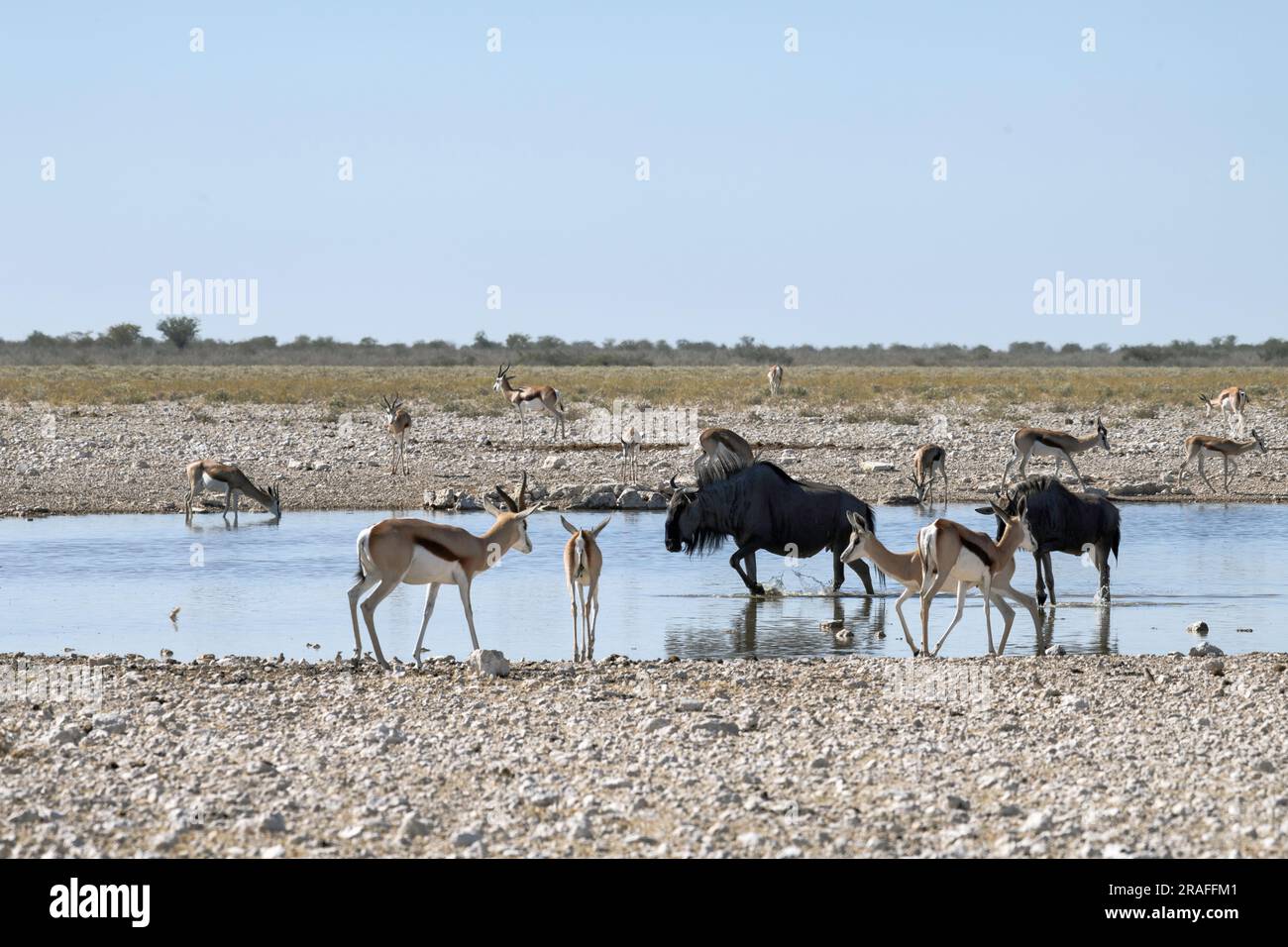 Springboks waterhole in etosha hi-res stock photography and images - Alamy