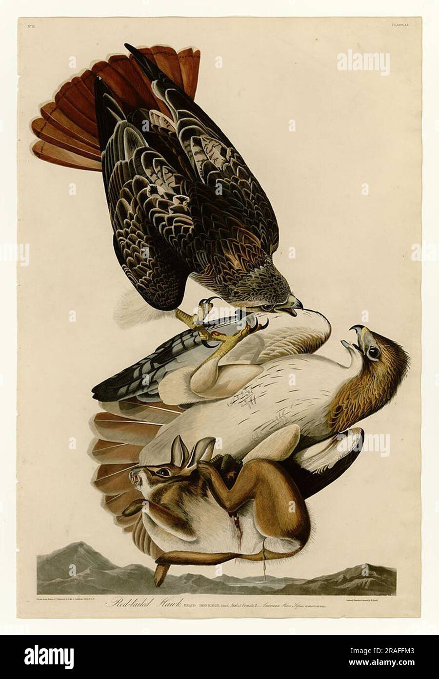 Plate 51. Red-tailed Hawk Stock Photo - Alamy