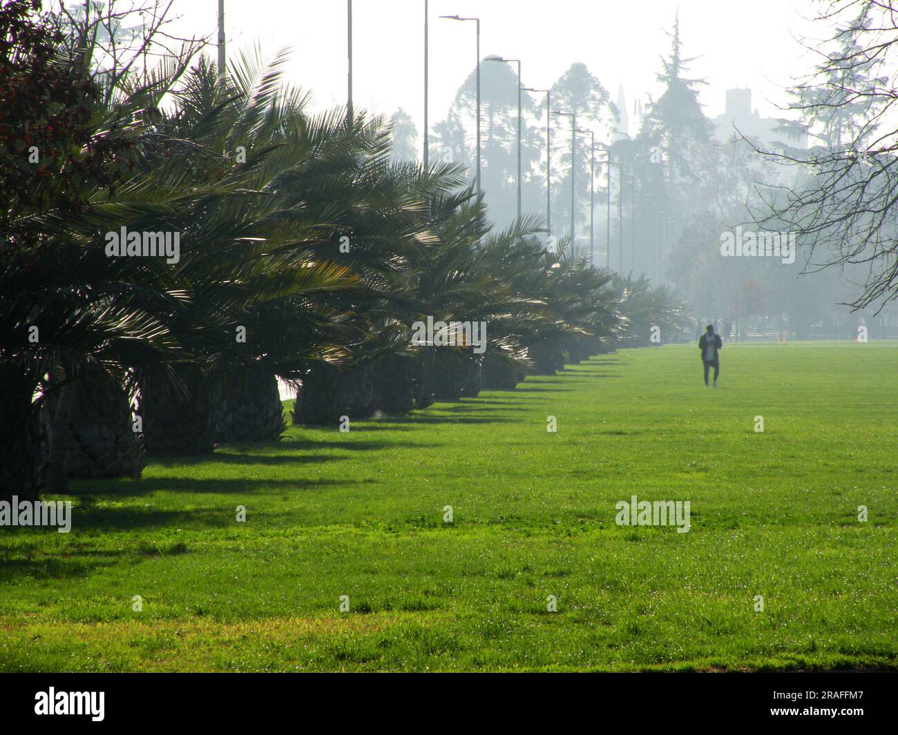 Santiago chile palm tree hi-res stock photography and images - Alamy