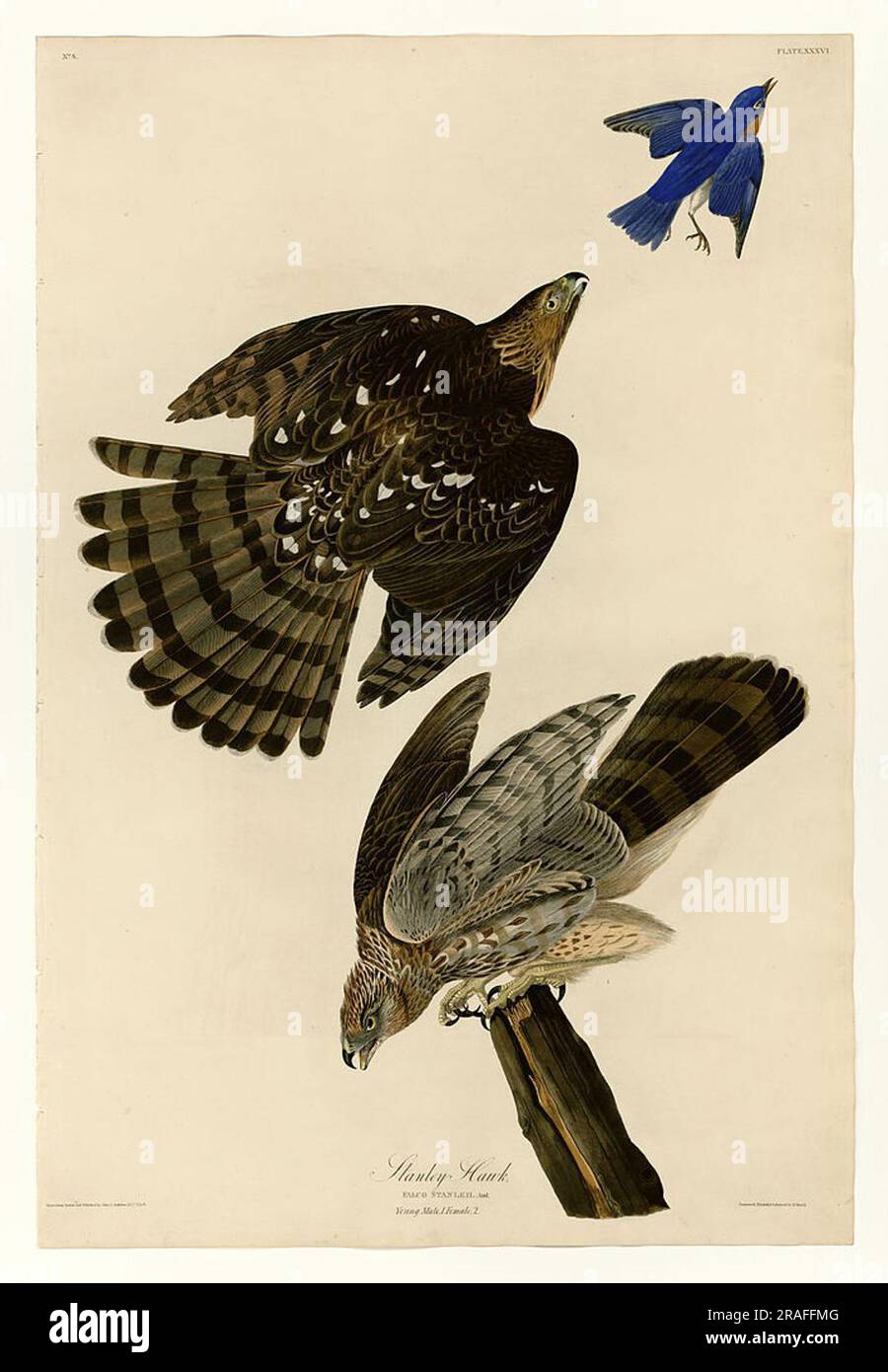 Stanley hawk hi-res stock photography and images - Alamy