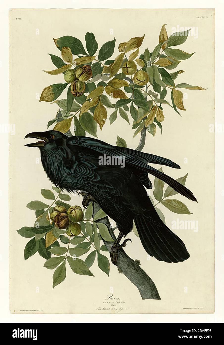 101 raven hi-res stock photography and images - Alamy