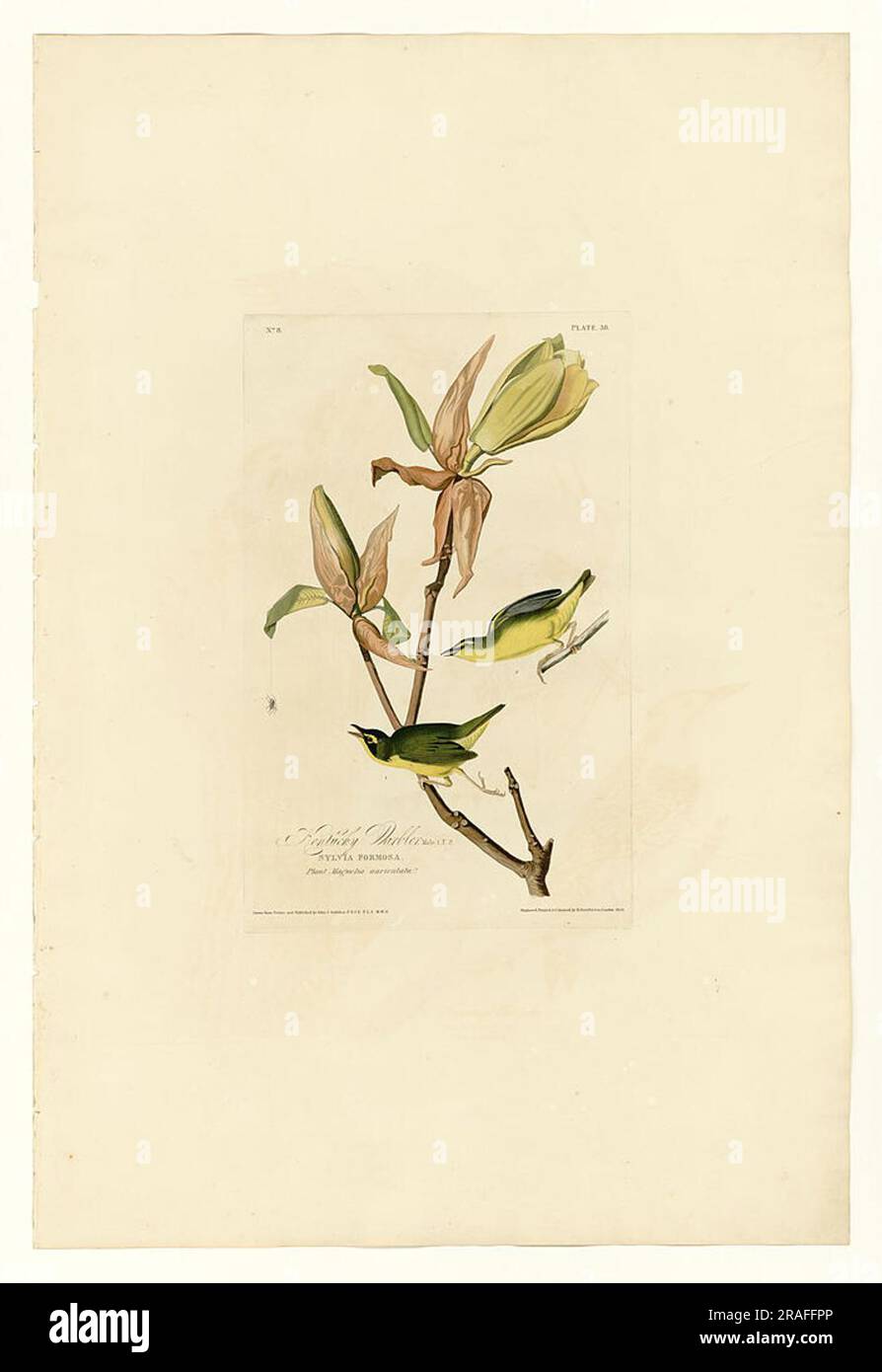 Plate 38. Kentucky Warbler Stock Photo - Alamy