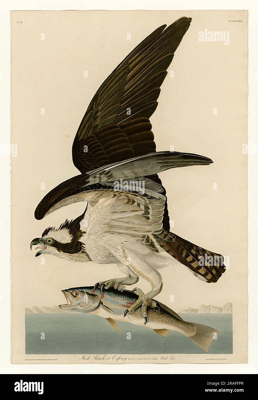 Plate 81 fish hawk hi-res stock photography and images - Alamy