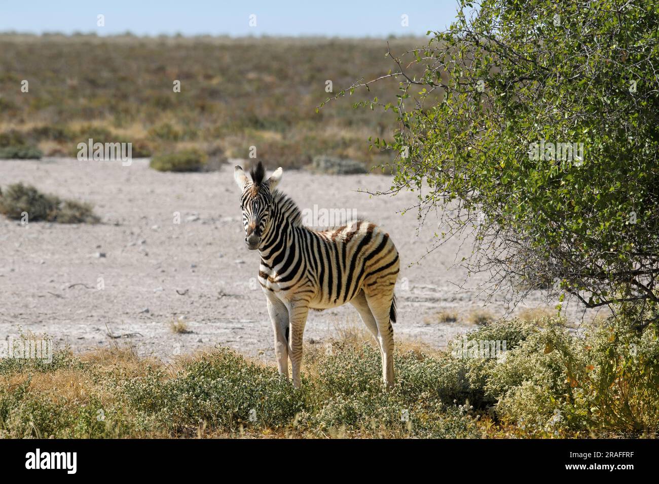 Zebra in the wild Stock Photo - Alamy