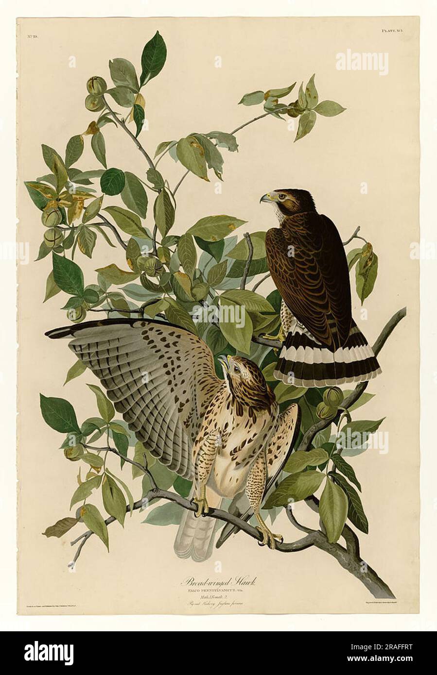 Plate 91 broad winged hawk hi-res stock photography and images - Alamy