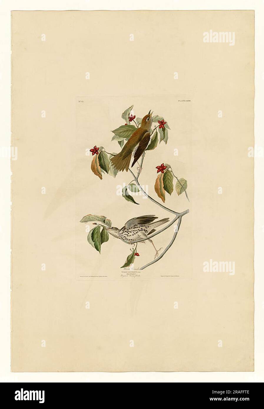 Wood thrush illustration hi-res stock photography and images - Alamy