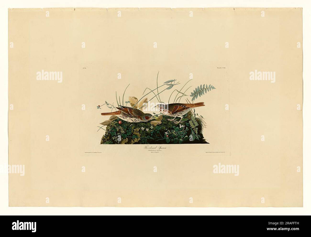 Plate 108 Fox-coloured Sparrow Stock Photo - Alamy