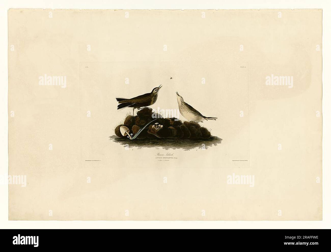 Plate 10. Brown Titlark Stock Photo - Alamy