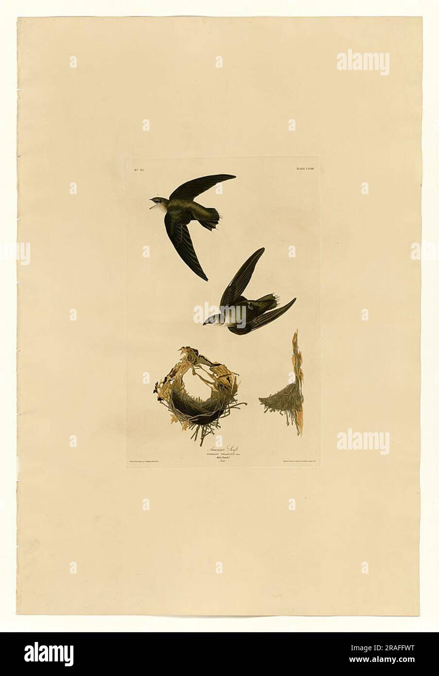 Swift plate hi-res stock photography and images - Alamy