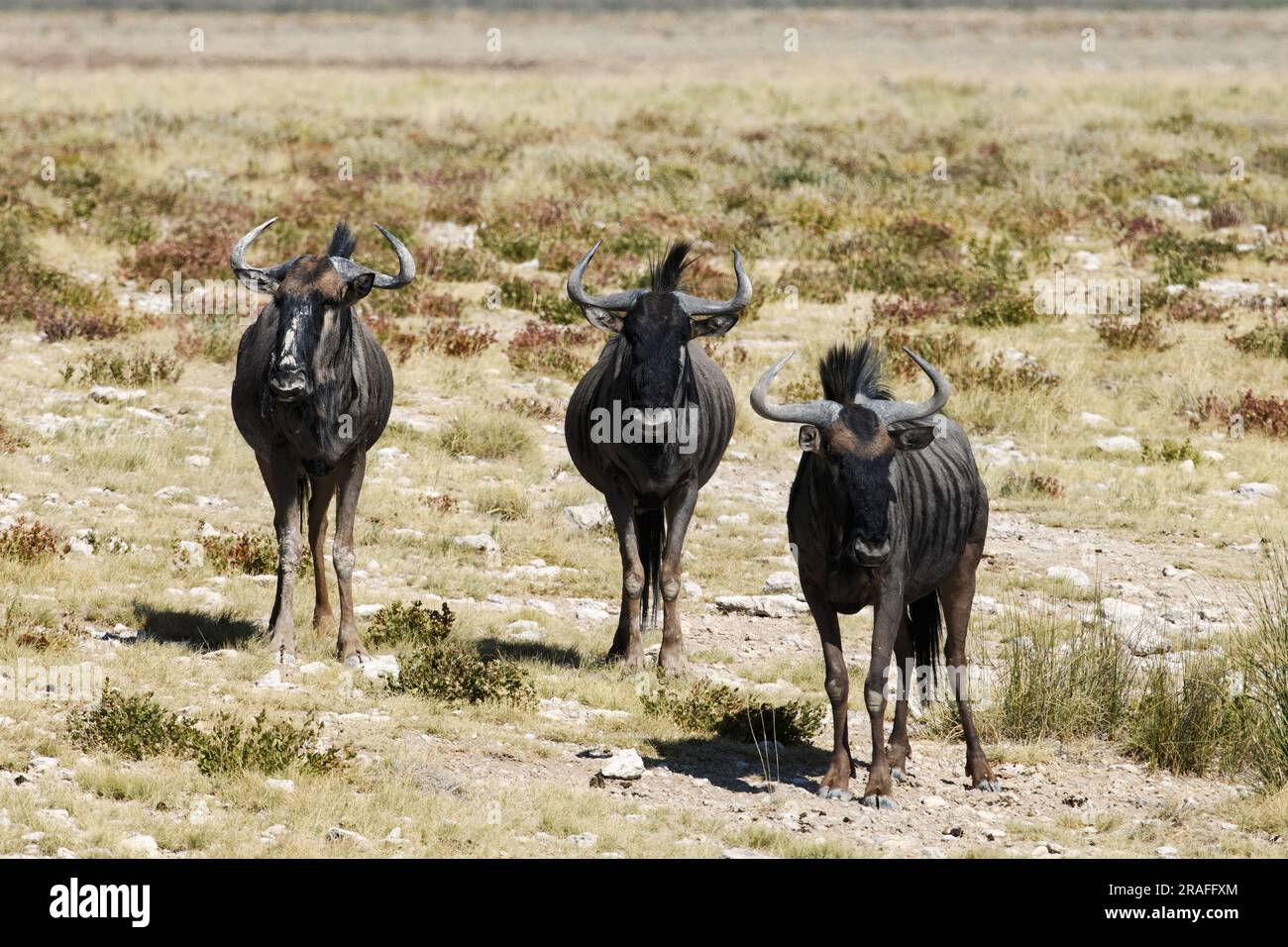 Wildebeest in the wild hi-res stock photography and images - Alamy