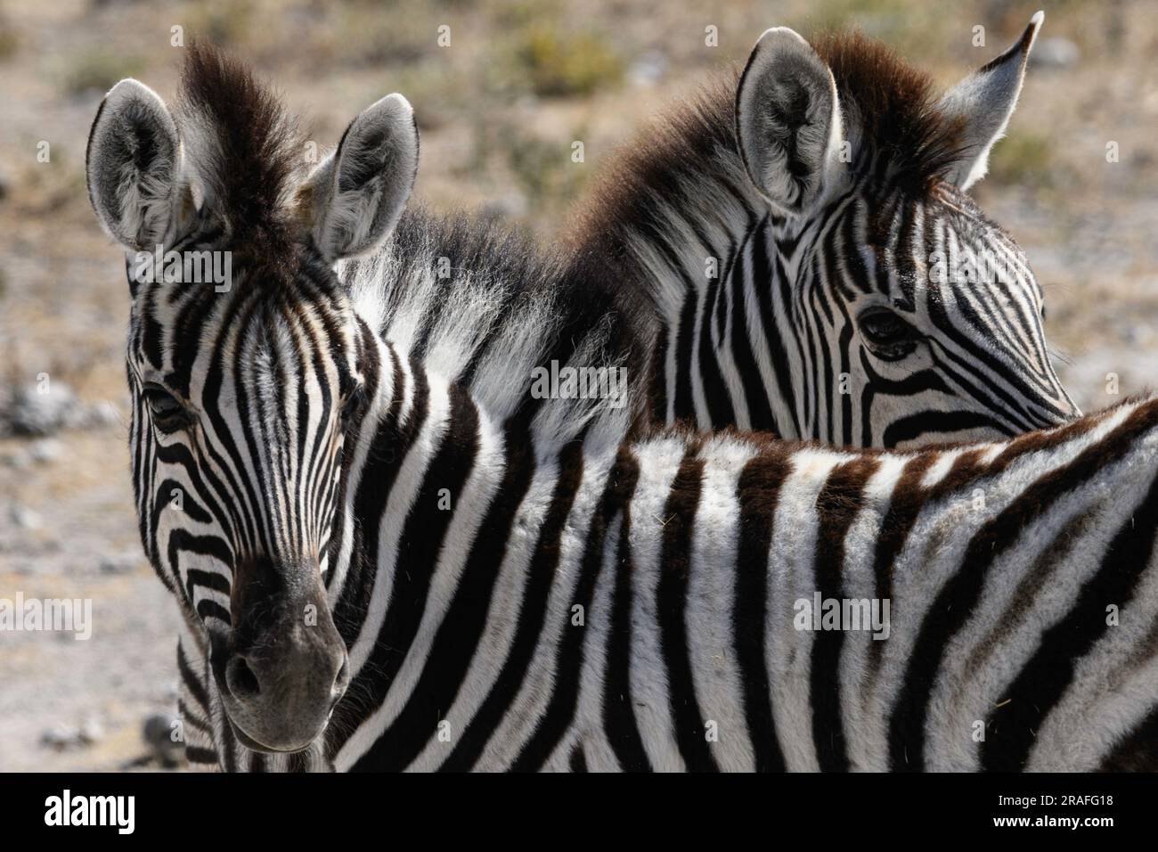 Zebra in the wild Stock Photo - Alamy