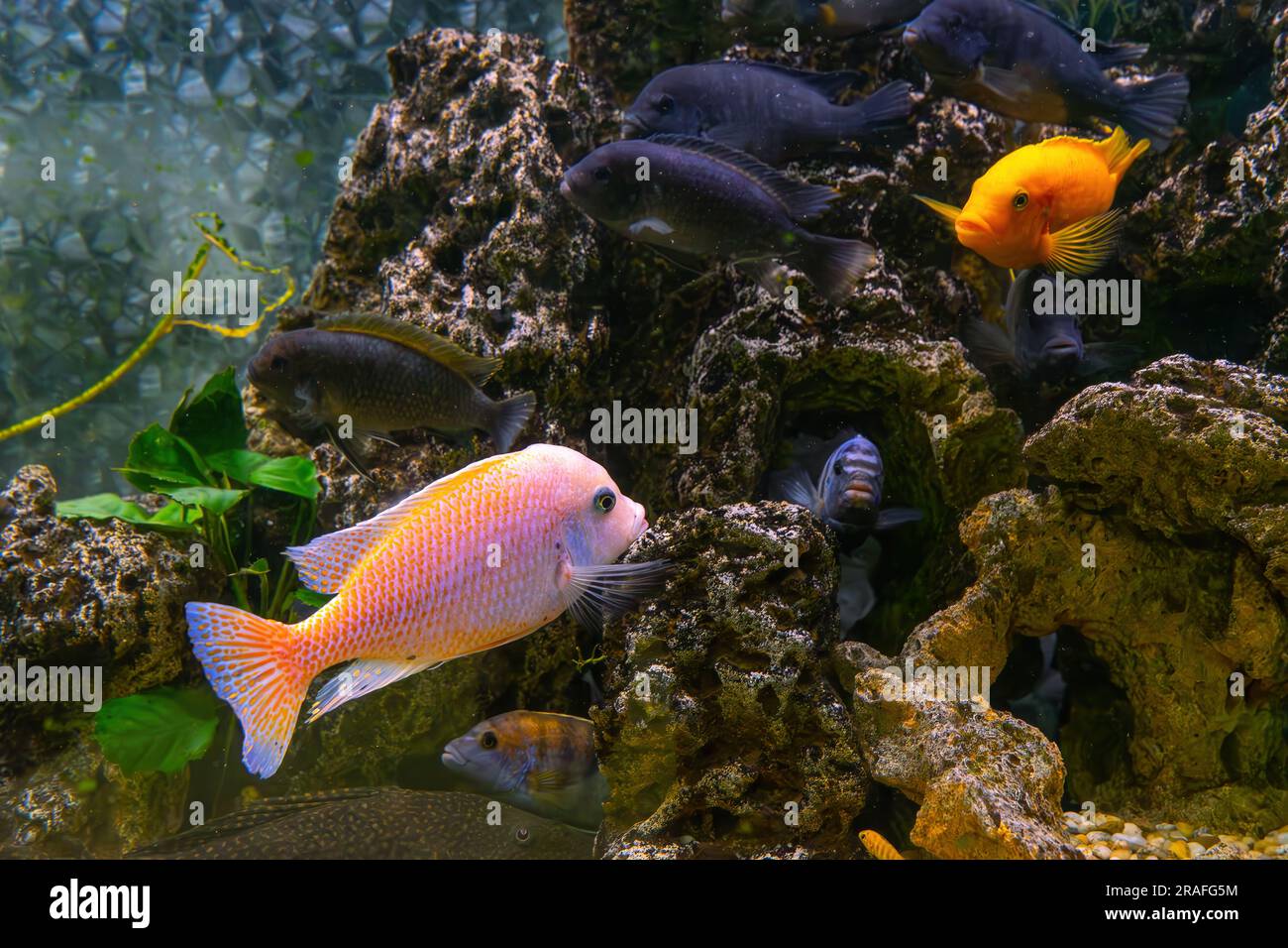 Pseudotropheus zebra, red african cichlid mbuna swimming in aquarium ...